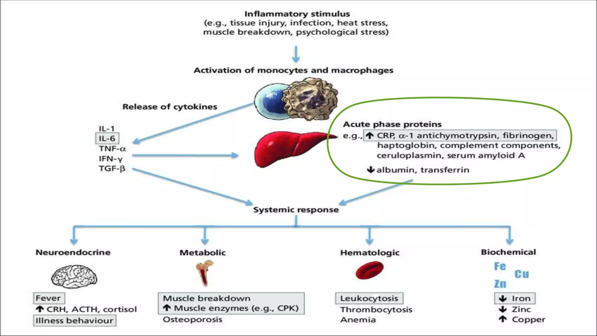 Acute phase proteins | PPTX