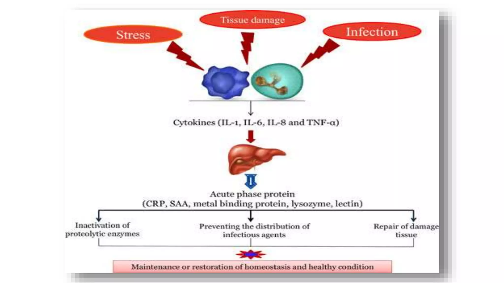 Acute phase proteins | PPTX