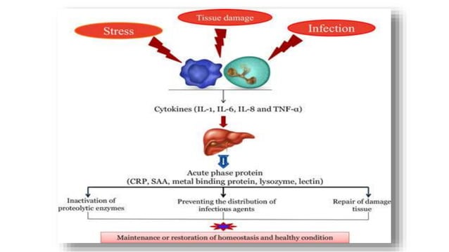 Acute phase proteins | PPTX