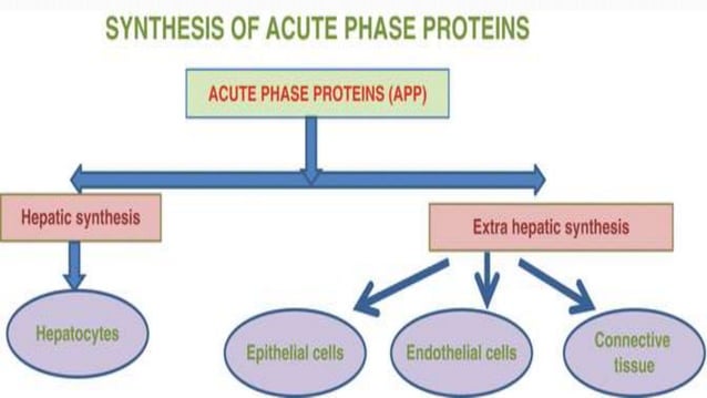 Acute phase proteins