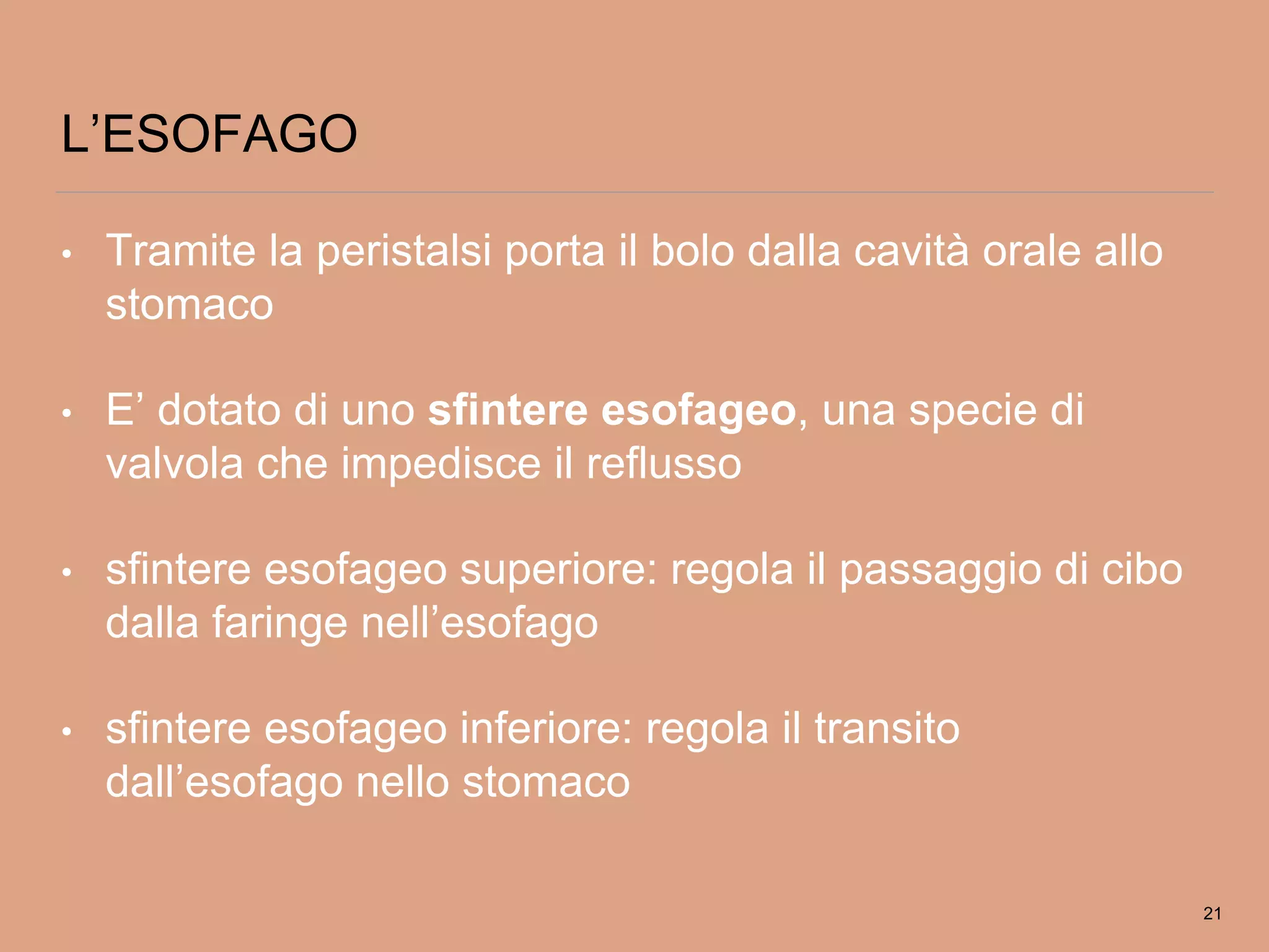 Apparato digerente | PPTX