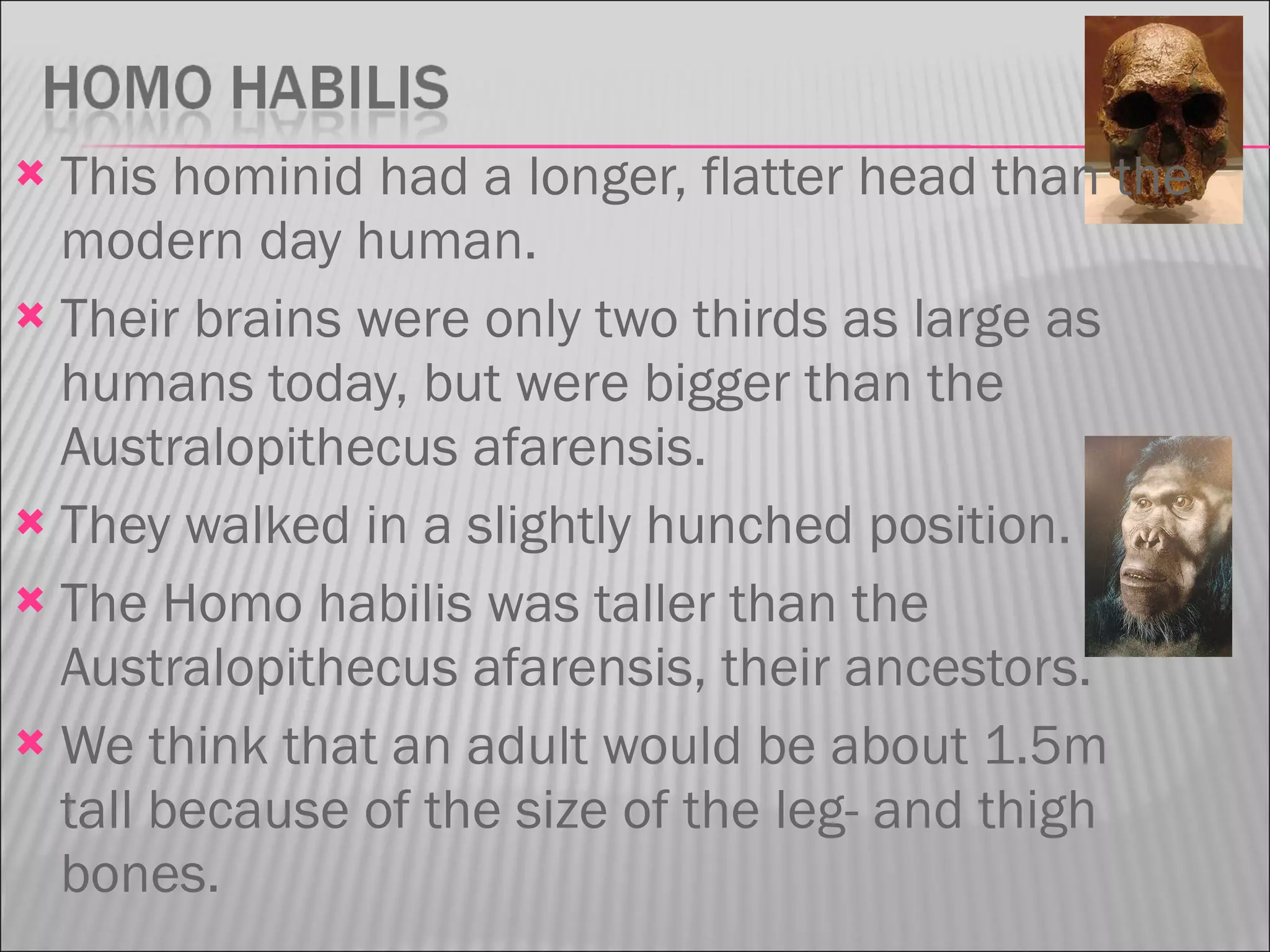 Appearance of early humans | PPT