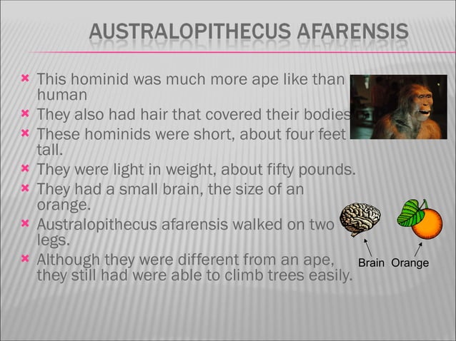 Appearance of early humans | PPT
