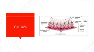 Appearance of Oral Cavity.pptx