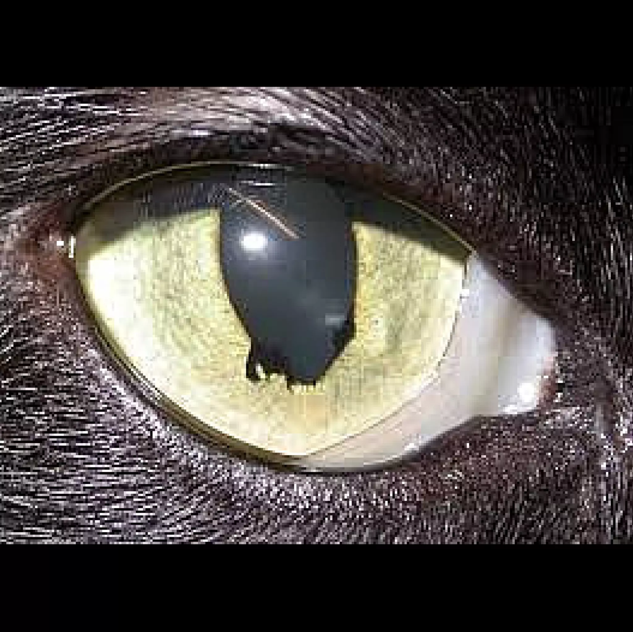 Deborah Y. Strauss DVM: Appearance of the diseased feline eye | PDF