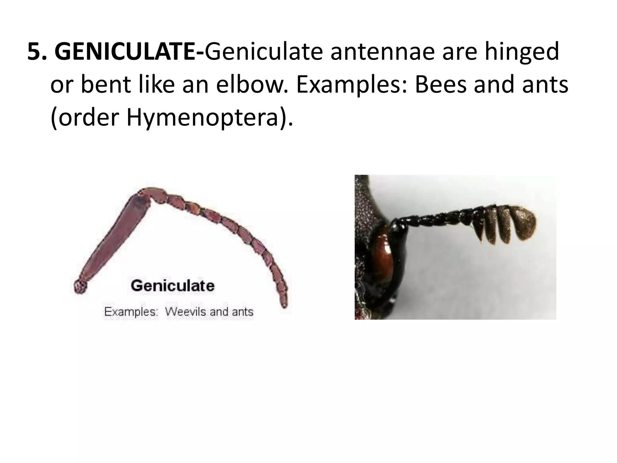 Appendages of Insect Head.pptx