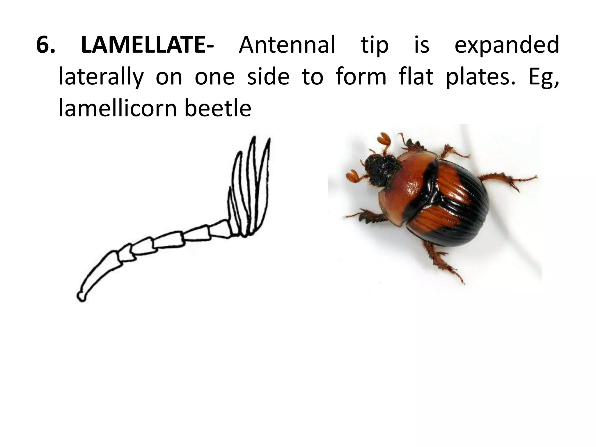 Appendages of Insect Head.pptx