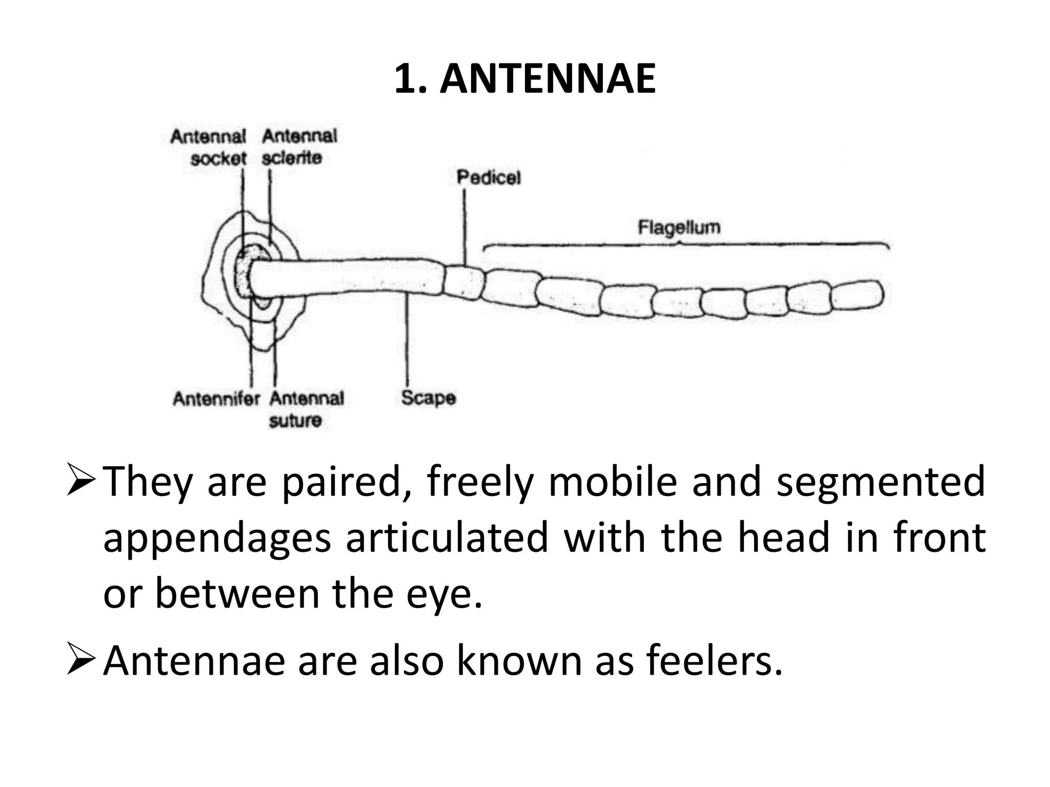 Appendages of Insect Head.pptx