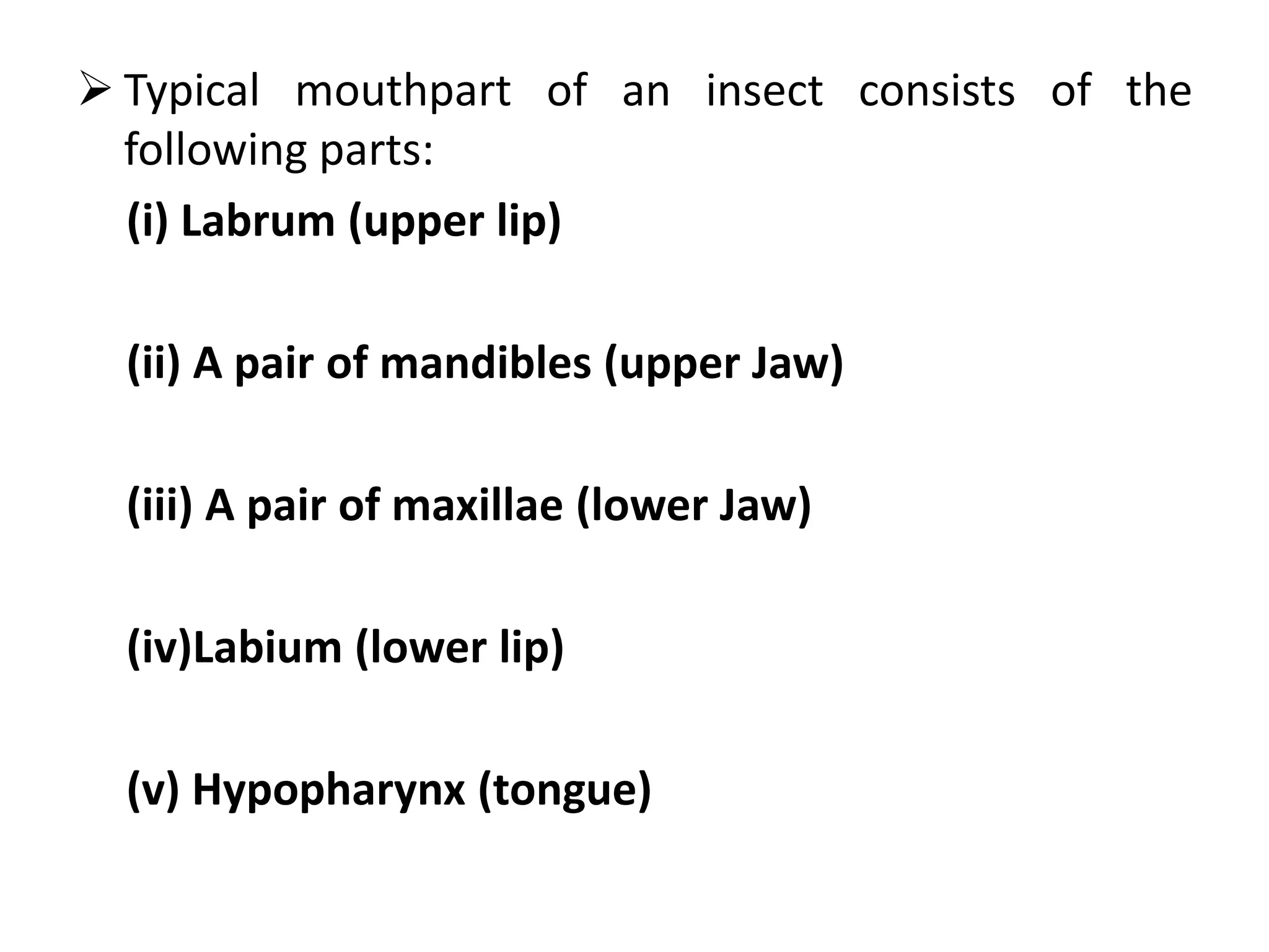 Appendages of Insect Head.pptx