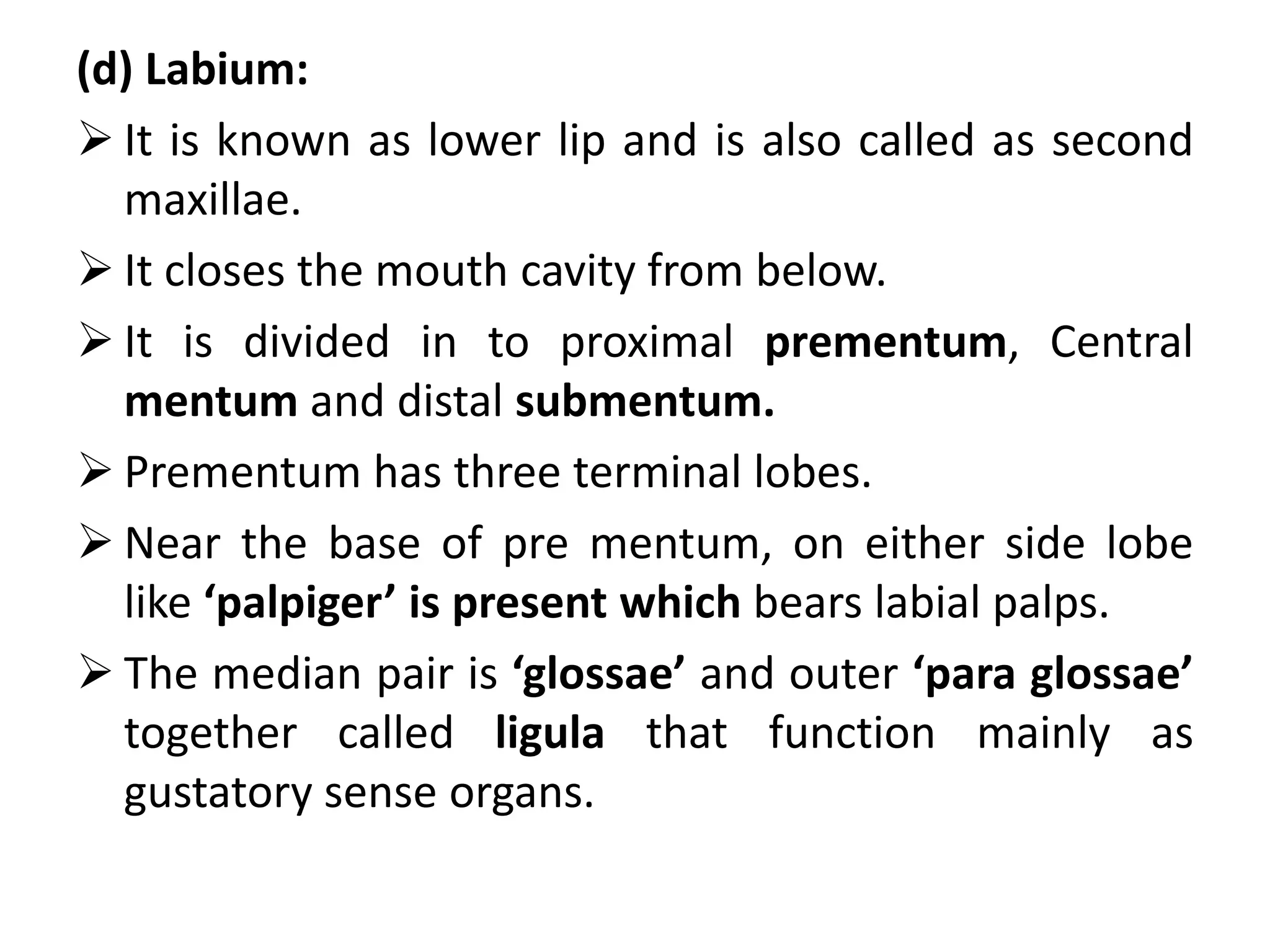 Appendages of Insect Head.pptx