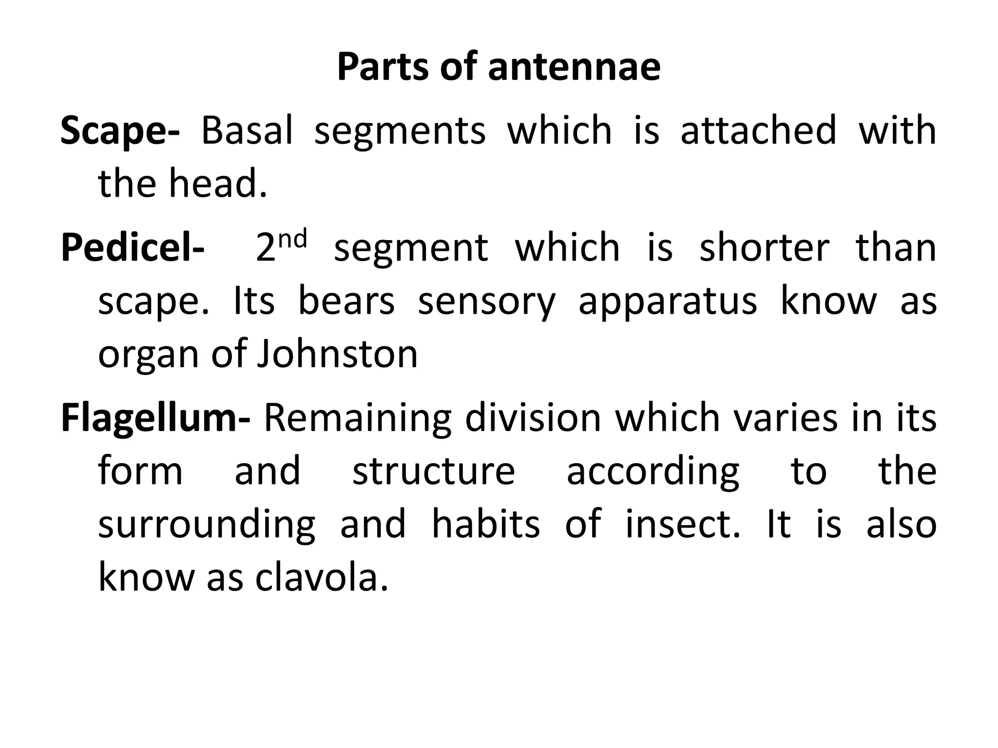 Appendages of Insect Head.pptx