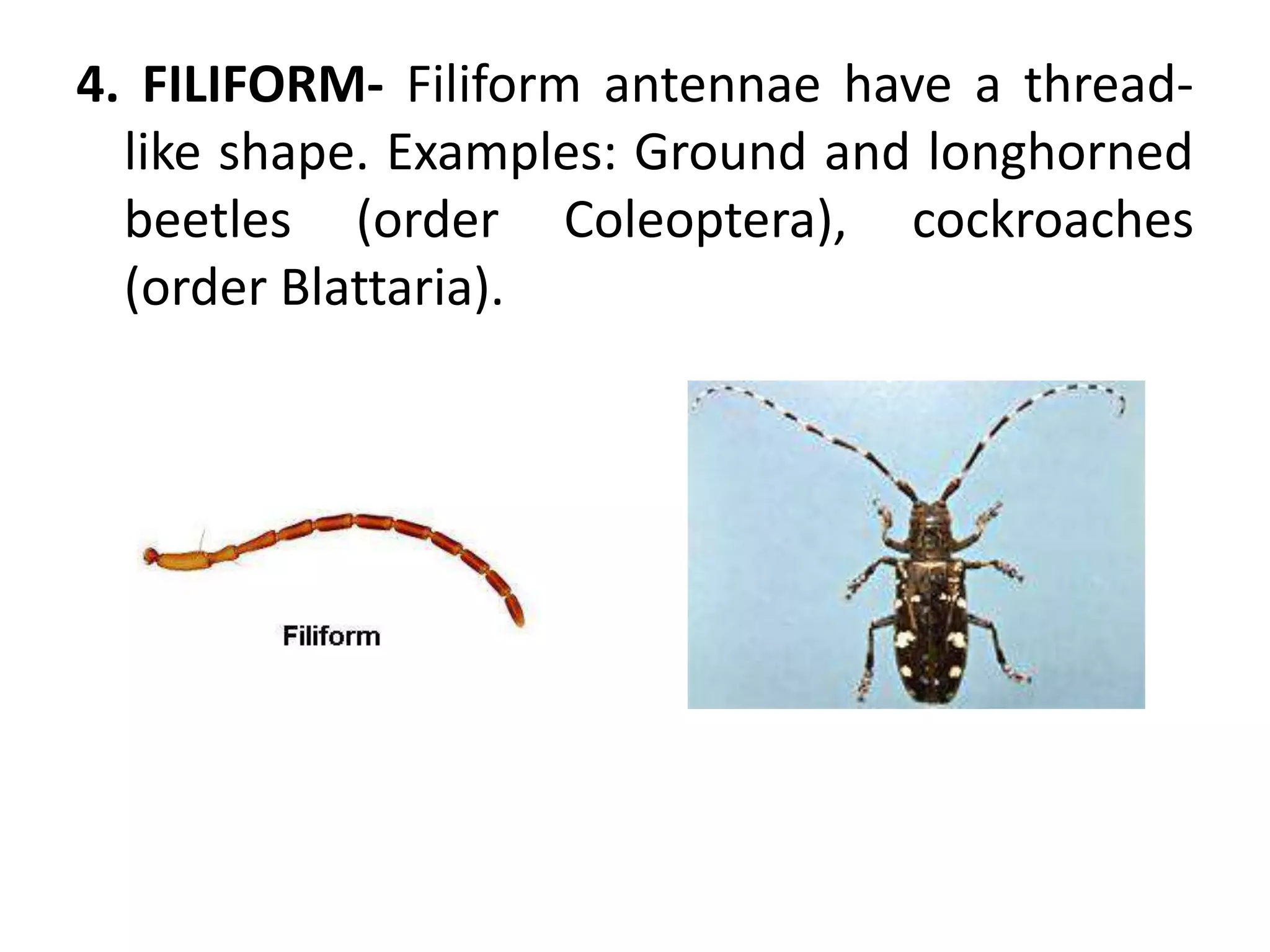 Appendages of Insect Head.pptx