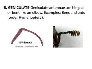 Appendages of Insect Head.pptx