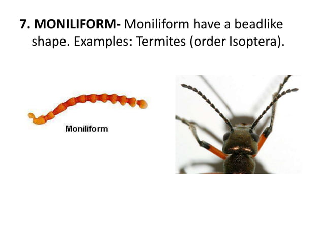Appendages of Insect Head.pptx
