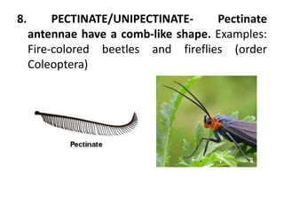 Appendages of Insect Head.pptx