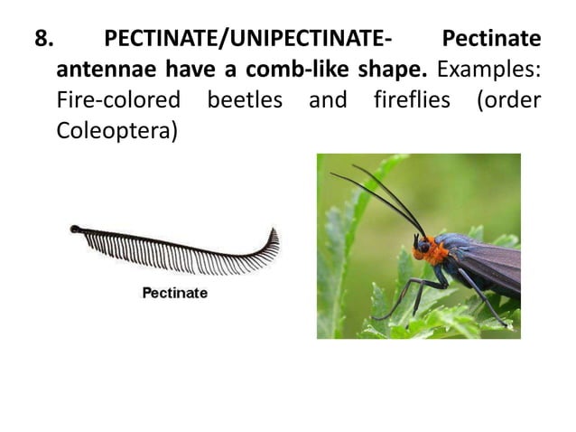 Appendages of Insect Head.pptx