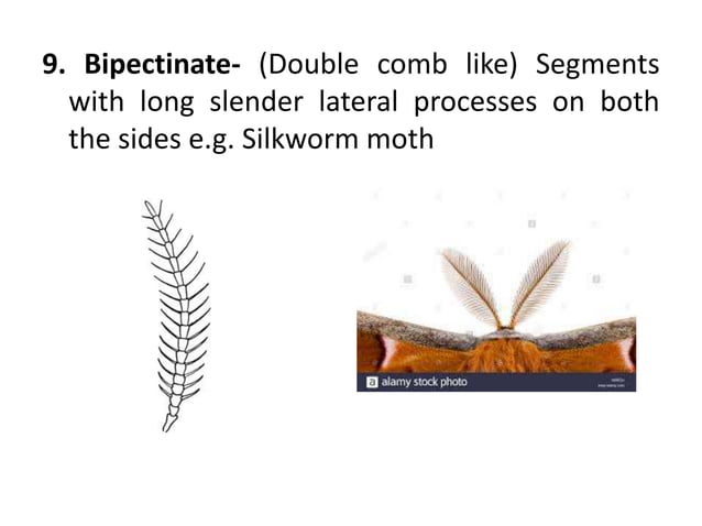 Appendages of Insect Head.pptx
