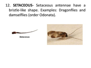 Appendages of Insect Head.pptx