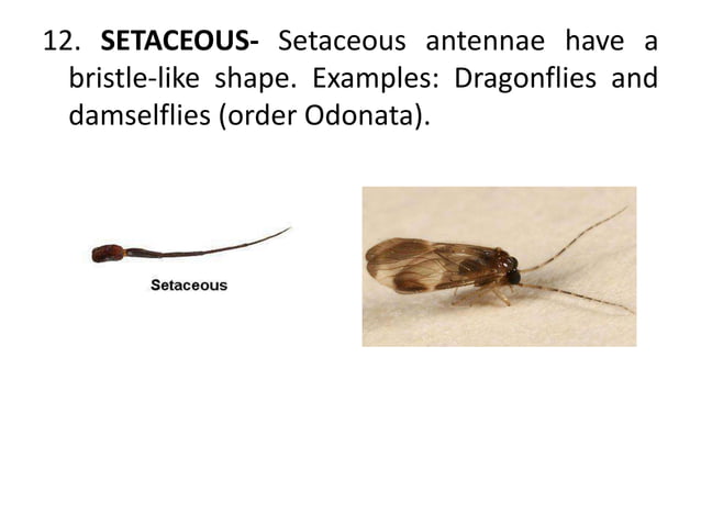 Appendages of Insect Head.pptx