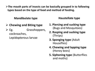 Appendages of Insect Head.pptx
