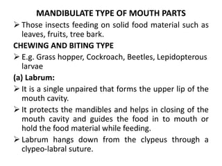 Appendages of Insect Head.pptx