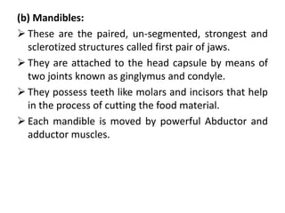 Appendages of Insect Head.pptx