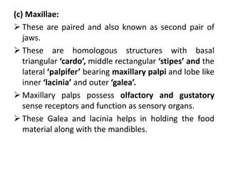 Appendages of Insect Head.pptx