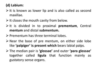 Appendages of Insect Head.pptx