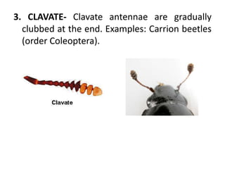Appendages of Insect Head.pptx