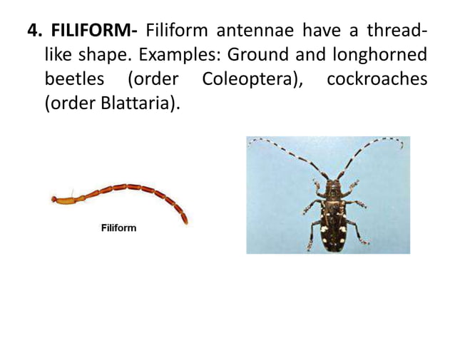 Appendages of Insect Head.pptx