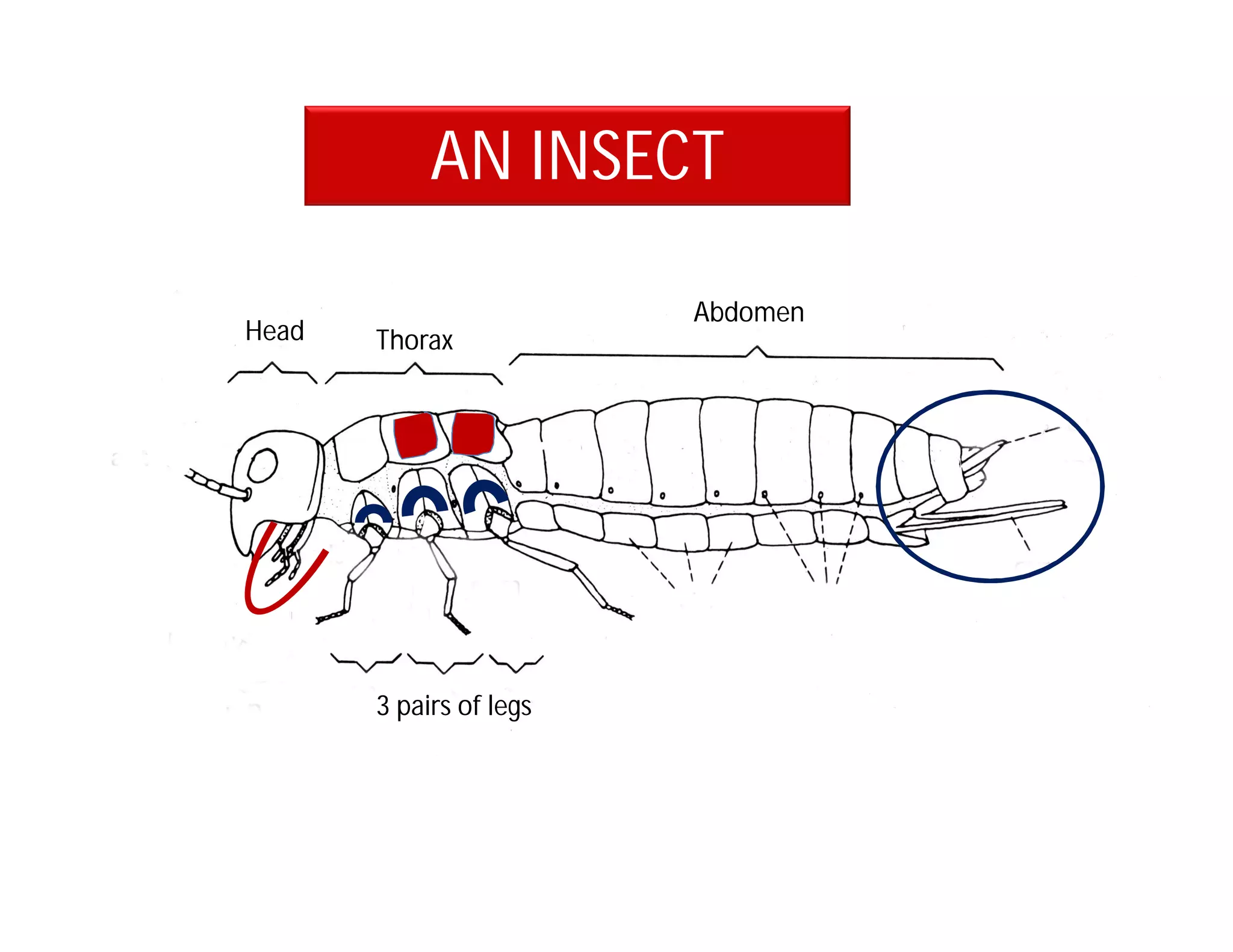 Appendages of thorax | PDF