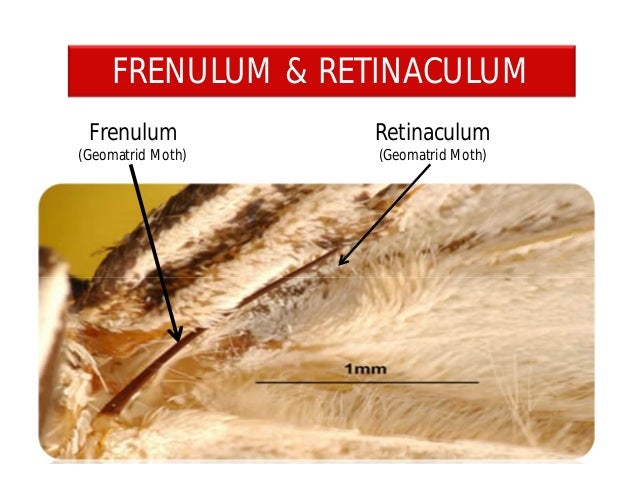 Appendages of thorax