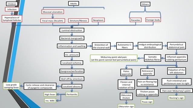 Appendicitis | PPT | Digestive Disorders | Diseases and Conditions