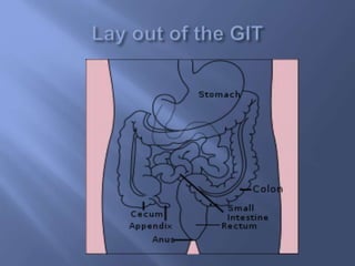 Appendicitis | PPTX