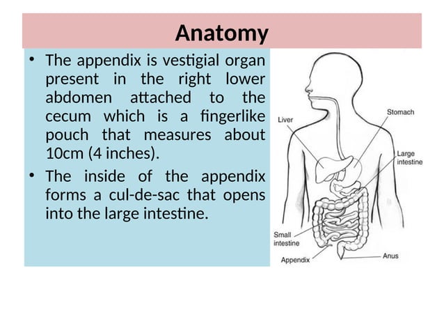 An Introduction to Appendicitis and its Management | PPT