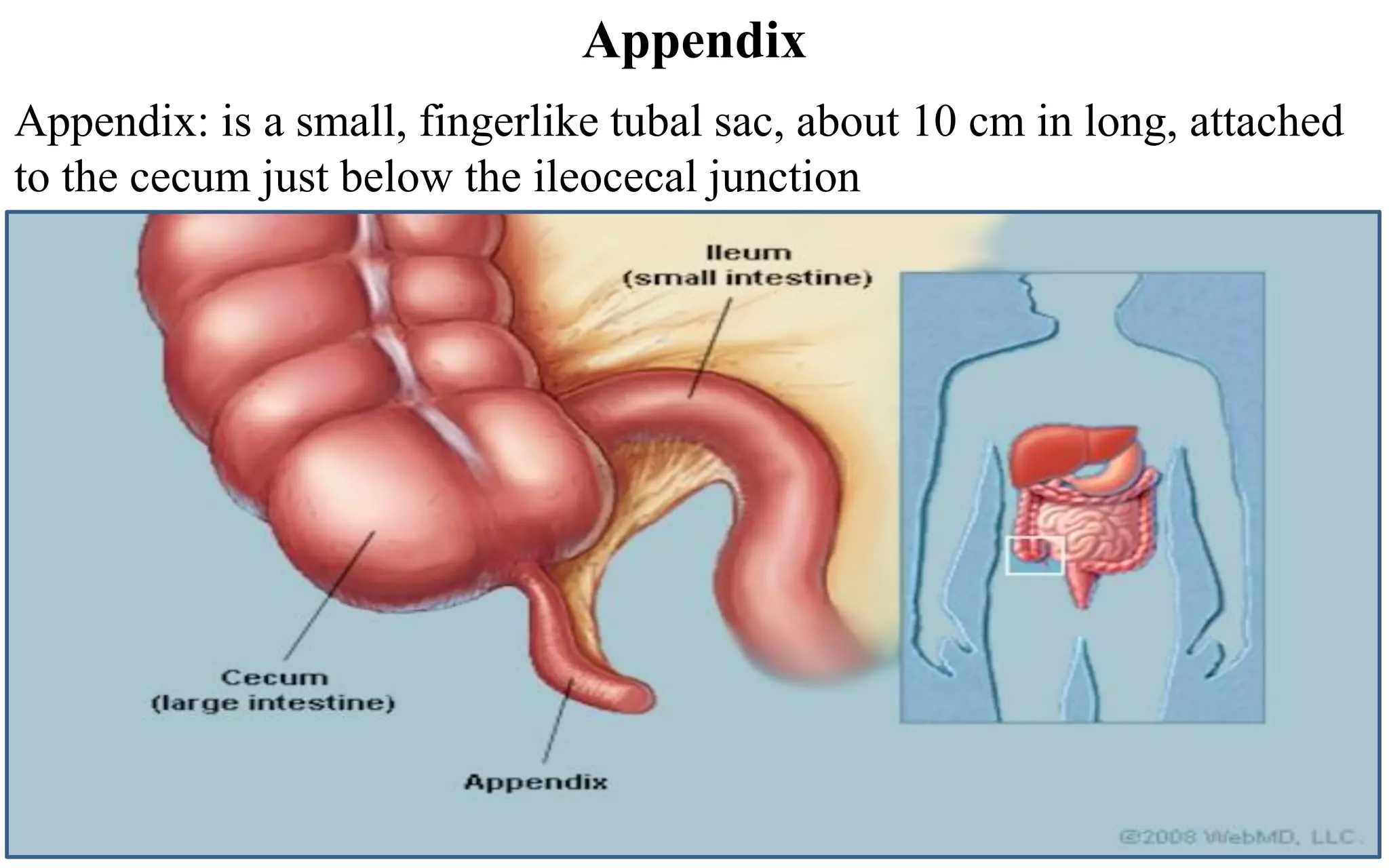 Appendicitis and hernia | PDF