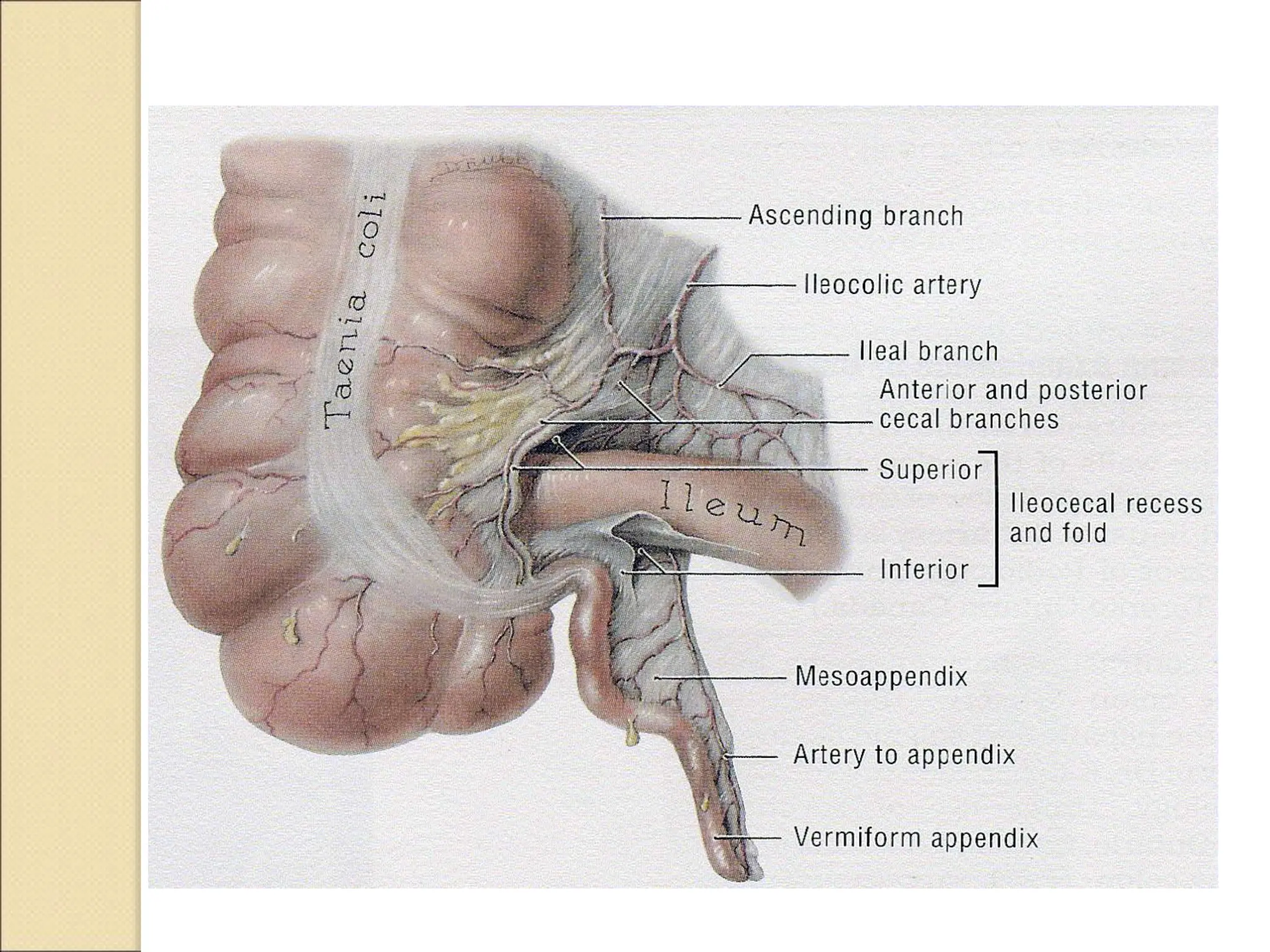APPENDICITIS clinical sign symptoms and Management.ppt