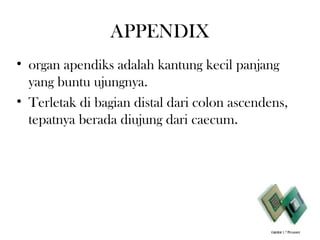 Appendicografi | PPT