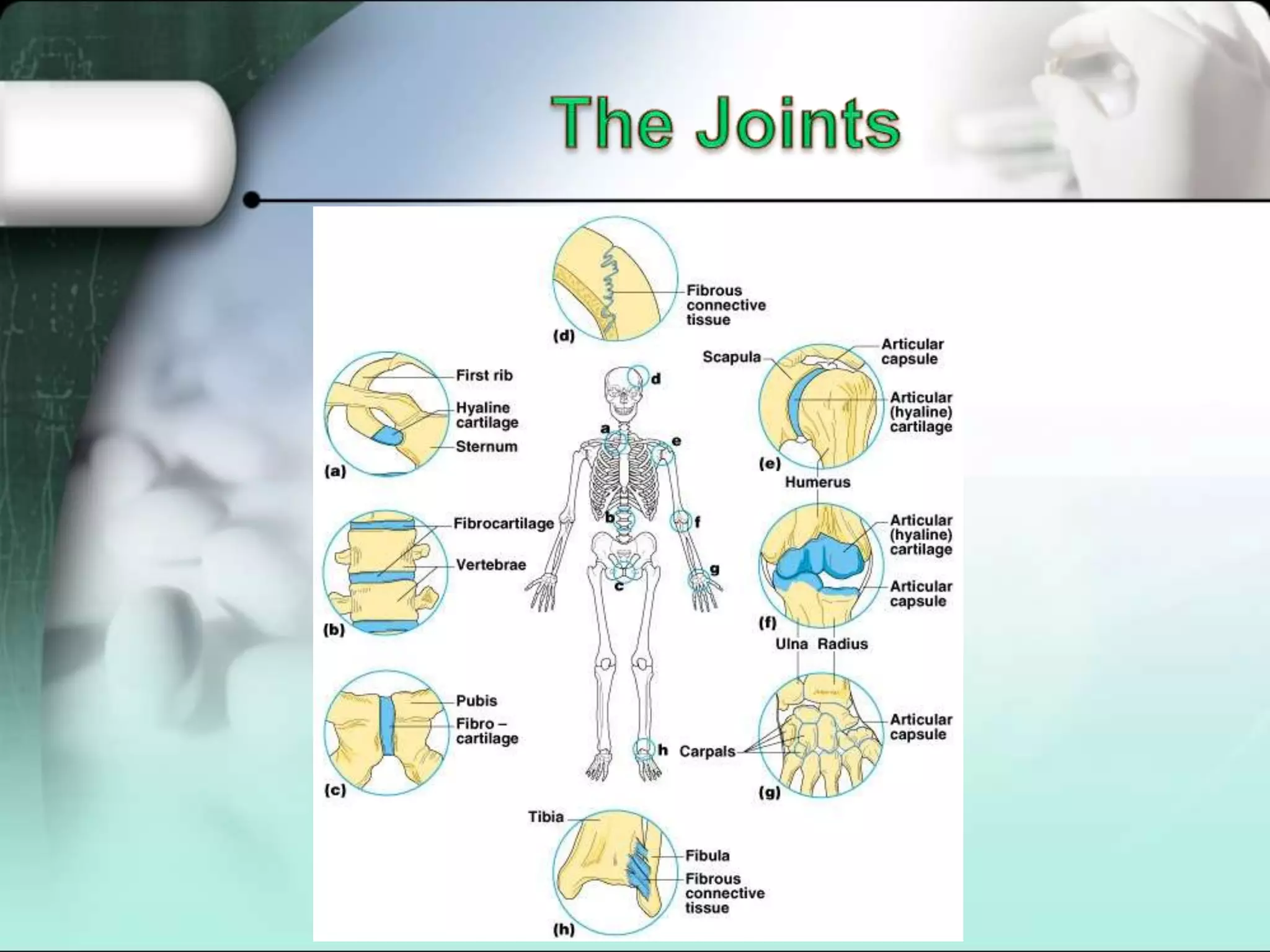 Appendicular Joints | PPT