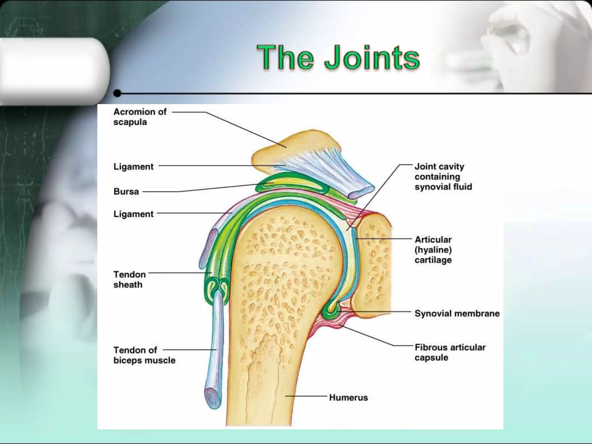 Appendicular Joints | PPT