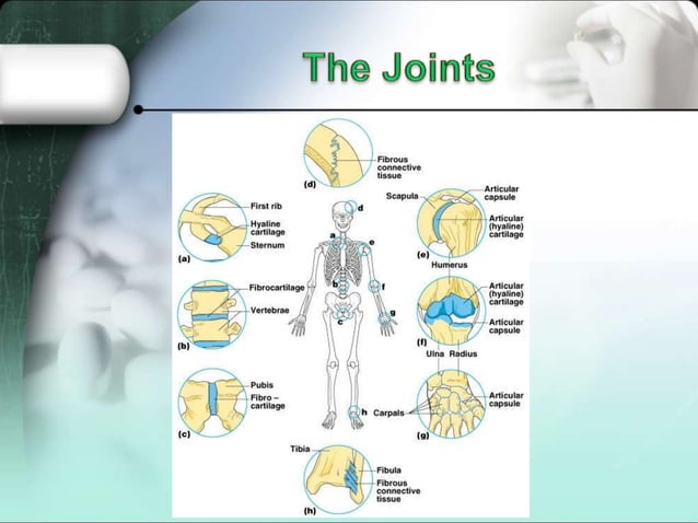 Appendicular Joints | PPT