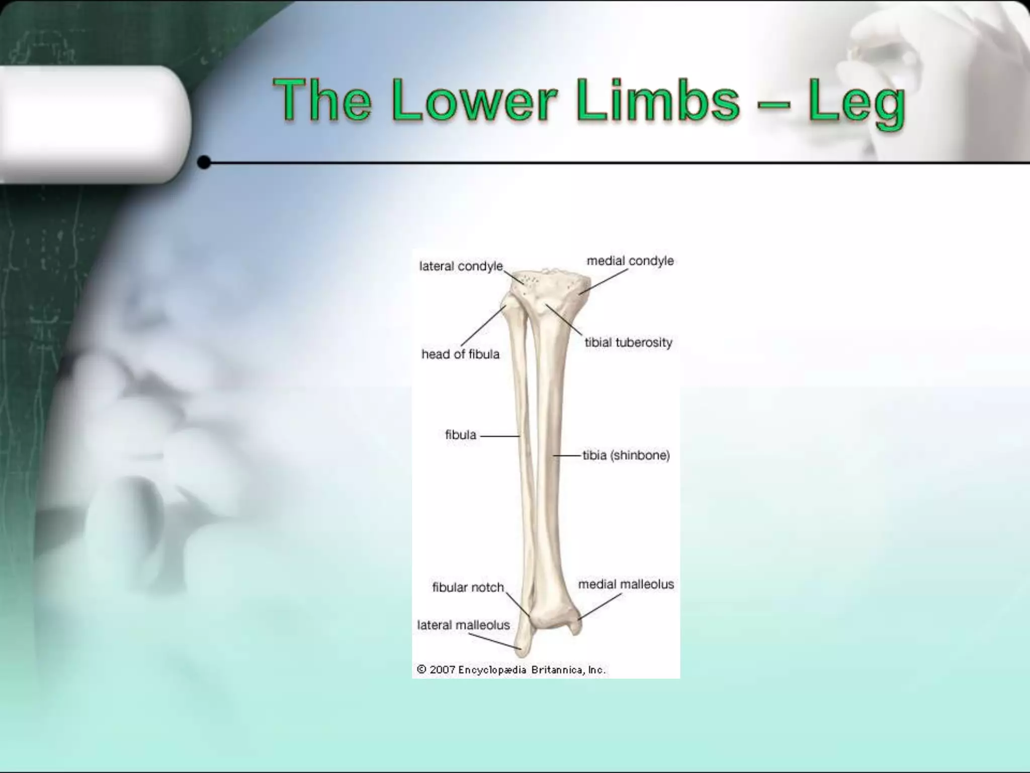 Appendicular Lower Limbs | PPT