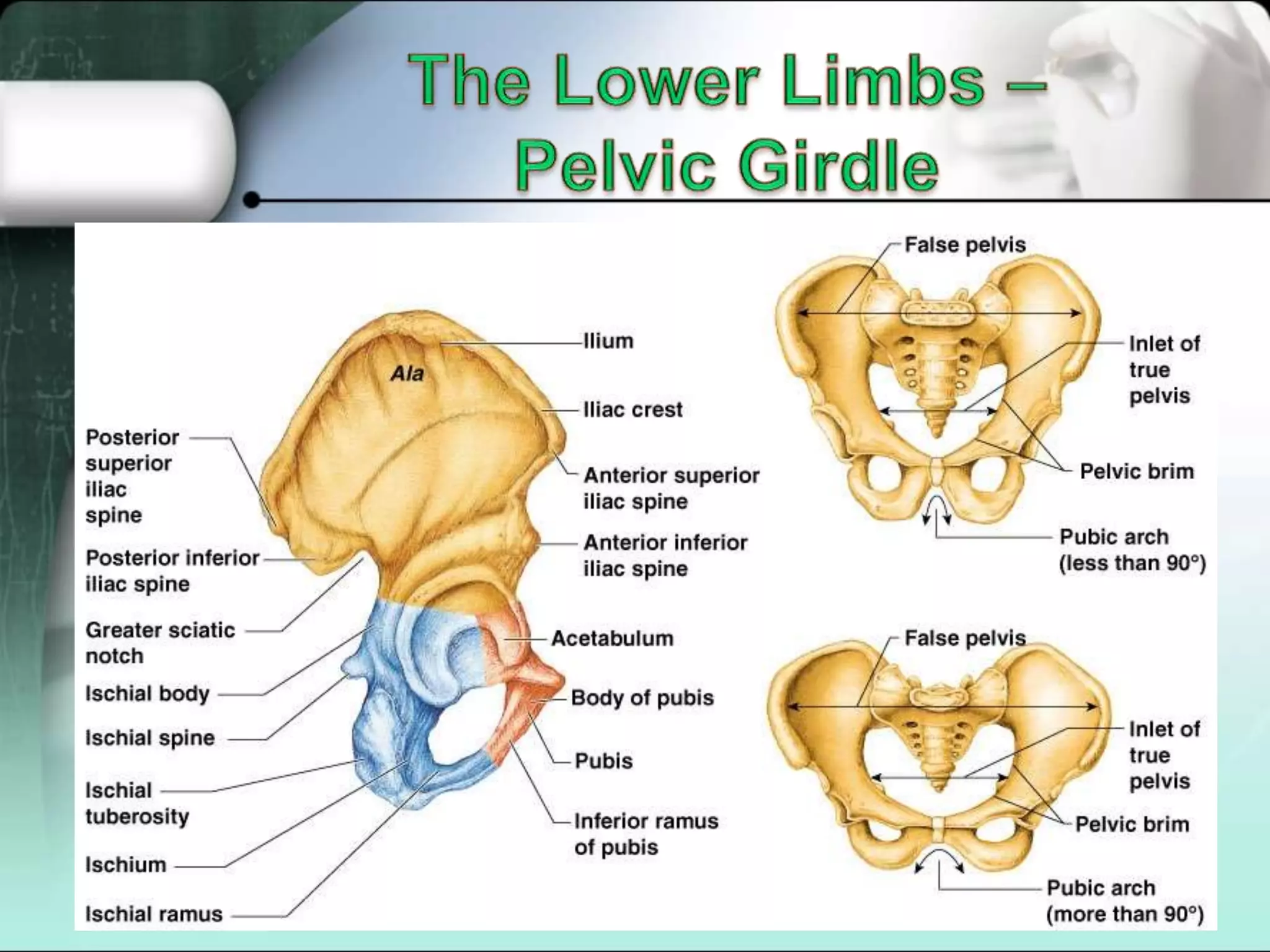 Appendicular Lower Limbs | PPT