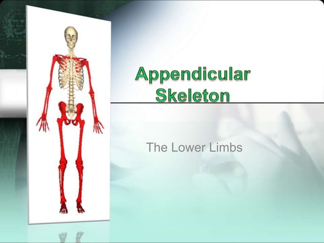 Appendicular Lower Limbs | PPT