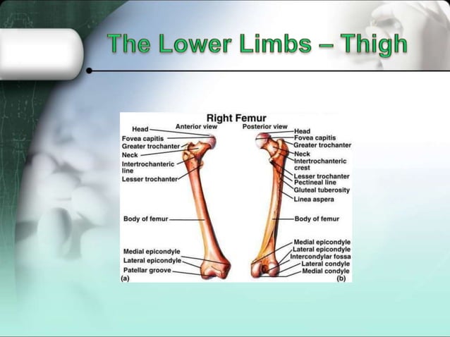 Appendicular Lower Limbs | PPT