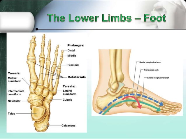Appendicular Lower Limbs | PPT