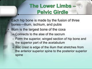 Appendicular Lower Limbs | PPT