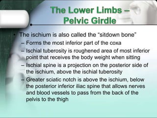 Appendicular Lower Limbs | PPT