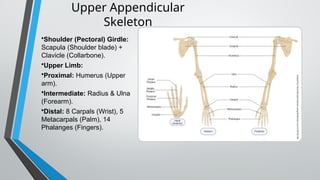Appendicular and Axial Skeleton - Anatomy.pptx