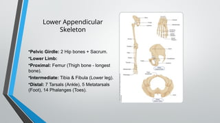 Appendicular and Axial Skeleton - Anatomy.pptx